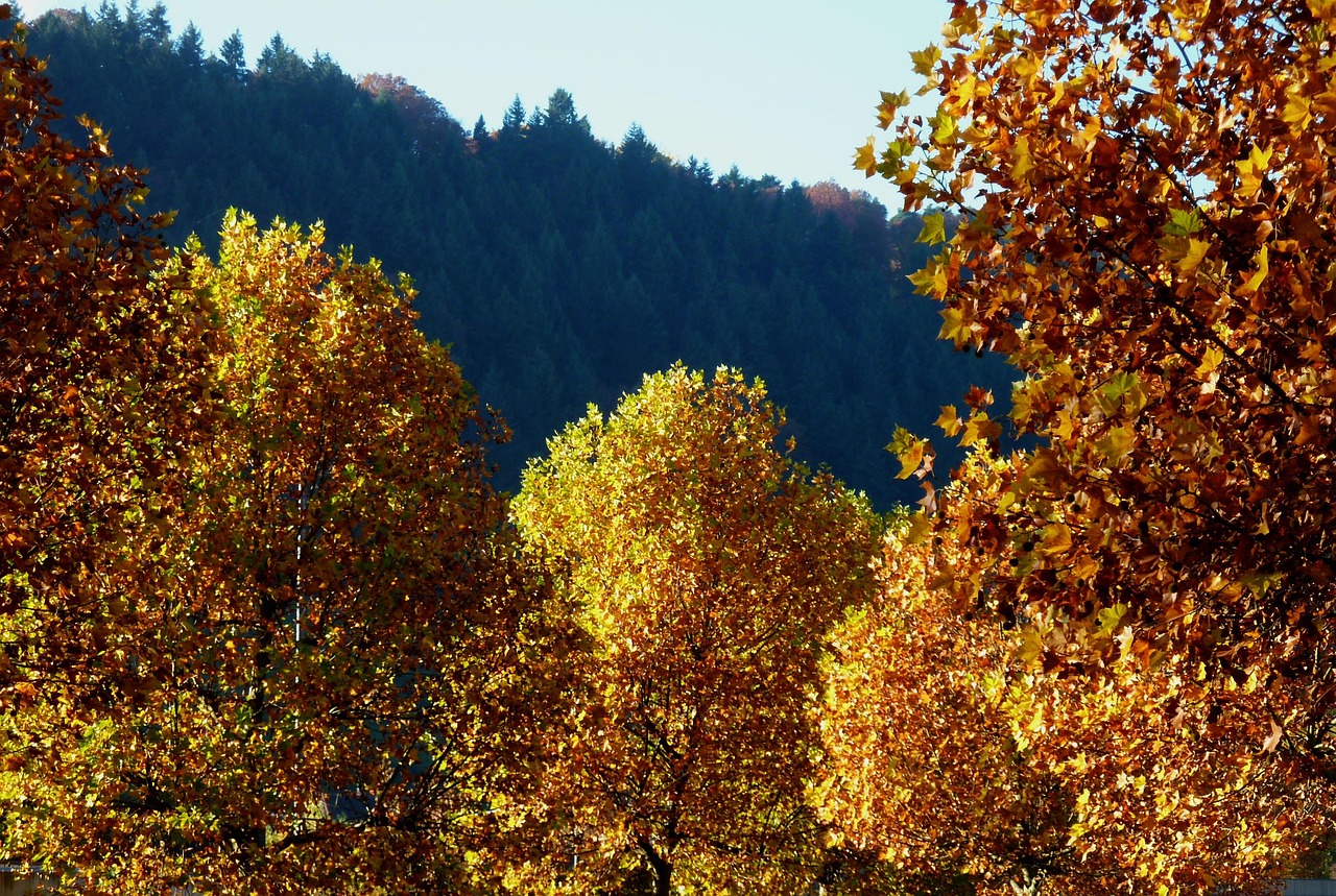 Fall Leaves Autumn Golden - Free photo on Pixabay - Pixabay