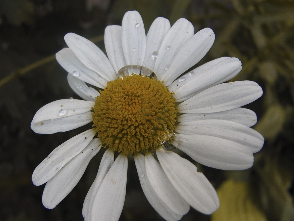 Daisy Bloem Zomer Witte - Gratis foto op Pixabay - Pixabay