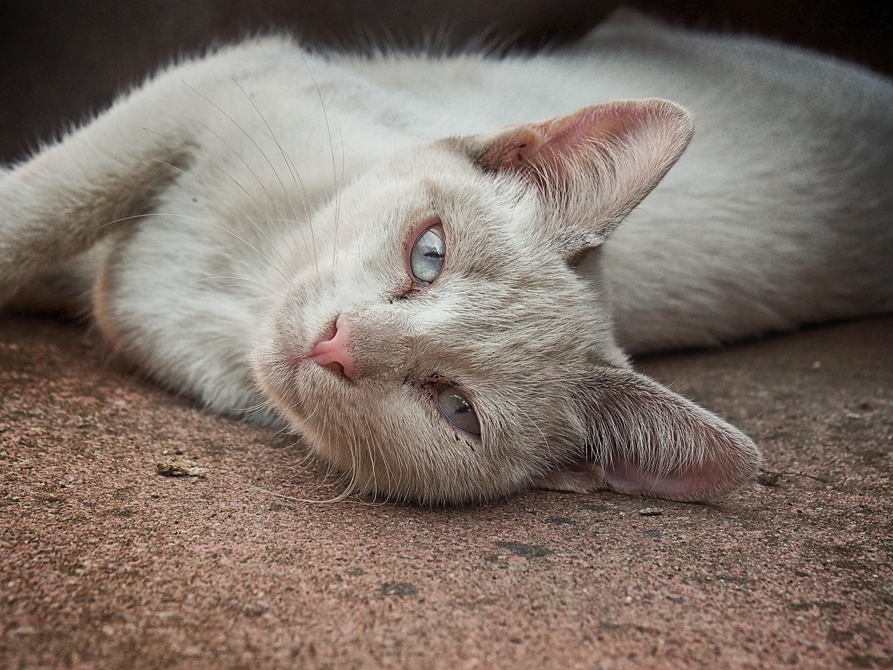Cat Animal Mascot - Free photo on Pixabay - Pixabay