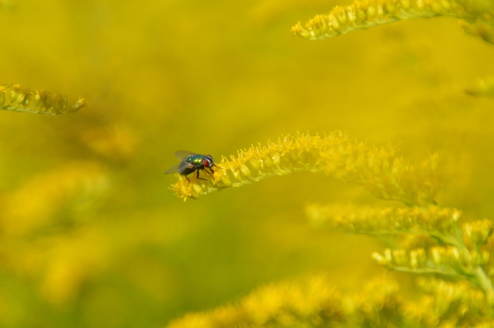 Fly Nature Insect - Free photo on Pixabay