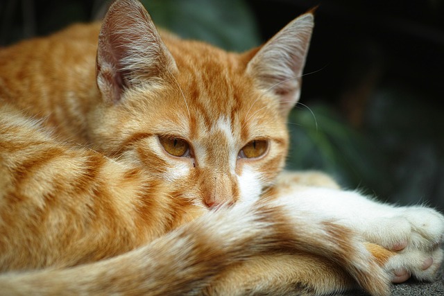 Cat Cute Yellow - Free photo on Pixabay - Pixabay