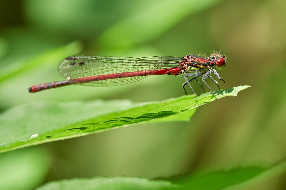 Dragon-Fly Nature Close Up - Free photo on Pixabay - Pixabay