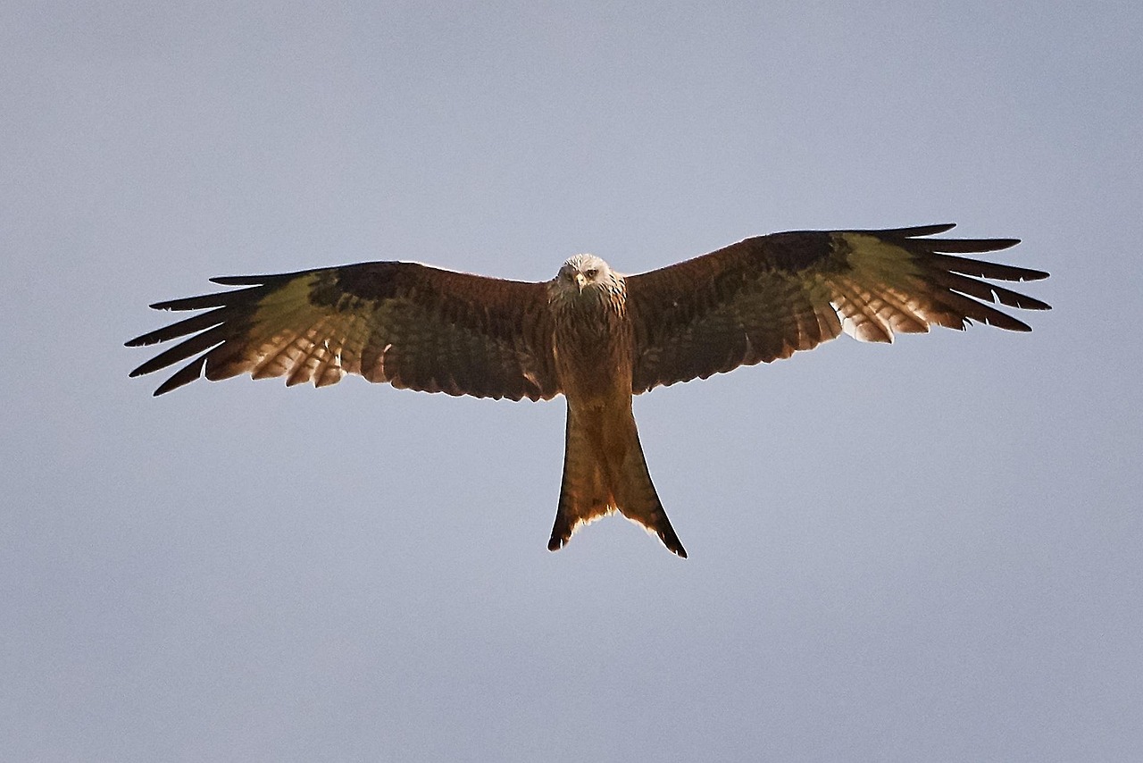 Millan Bird Flying - Free photo on Pixabay