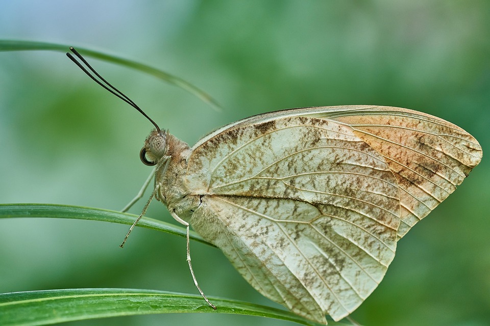 Papillon La Nature Insecte - Photo gratuite sur Pixabay