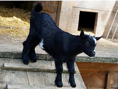Kostenloses Foto: Kind, Natur, Ziege, Pre - Kostenloses Bild auf ...