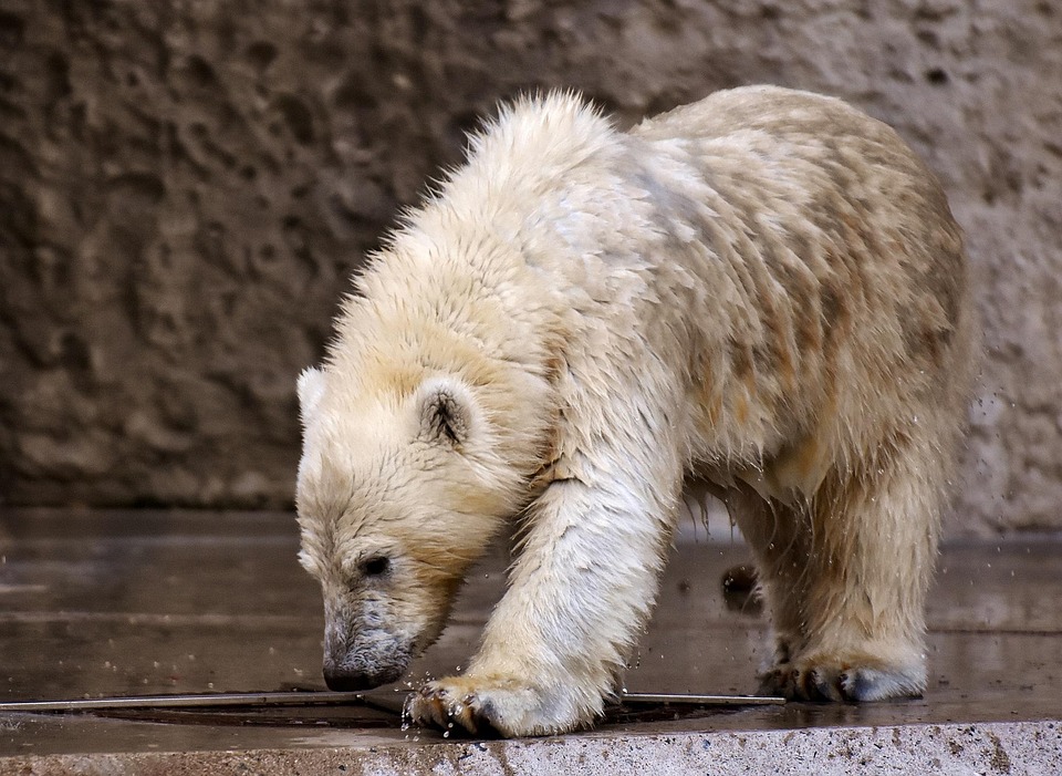 Oso De Hielo Depredador Pelo - Foto gratis en Pixabay - Pixabay