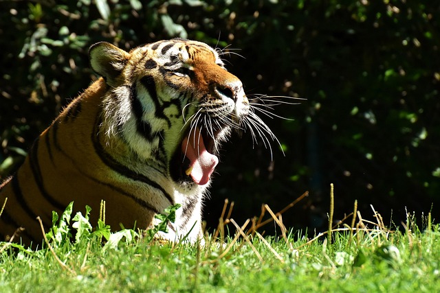 Tigre Depredador Pelo - Foto gratis en Pixabay - Pixabay