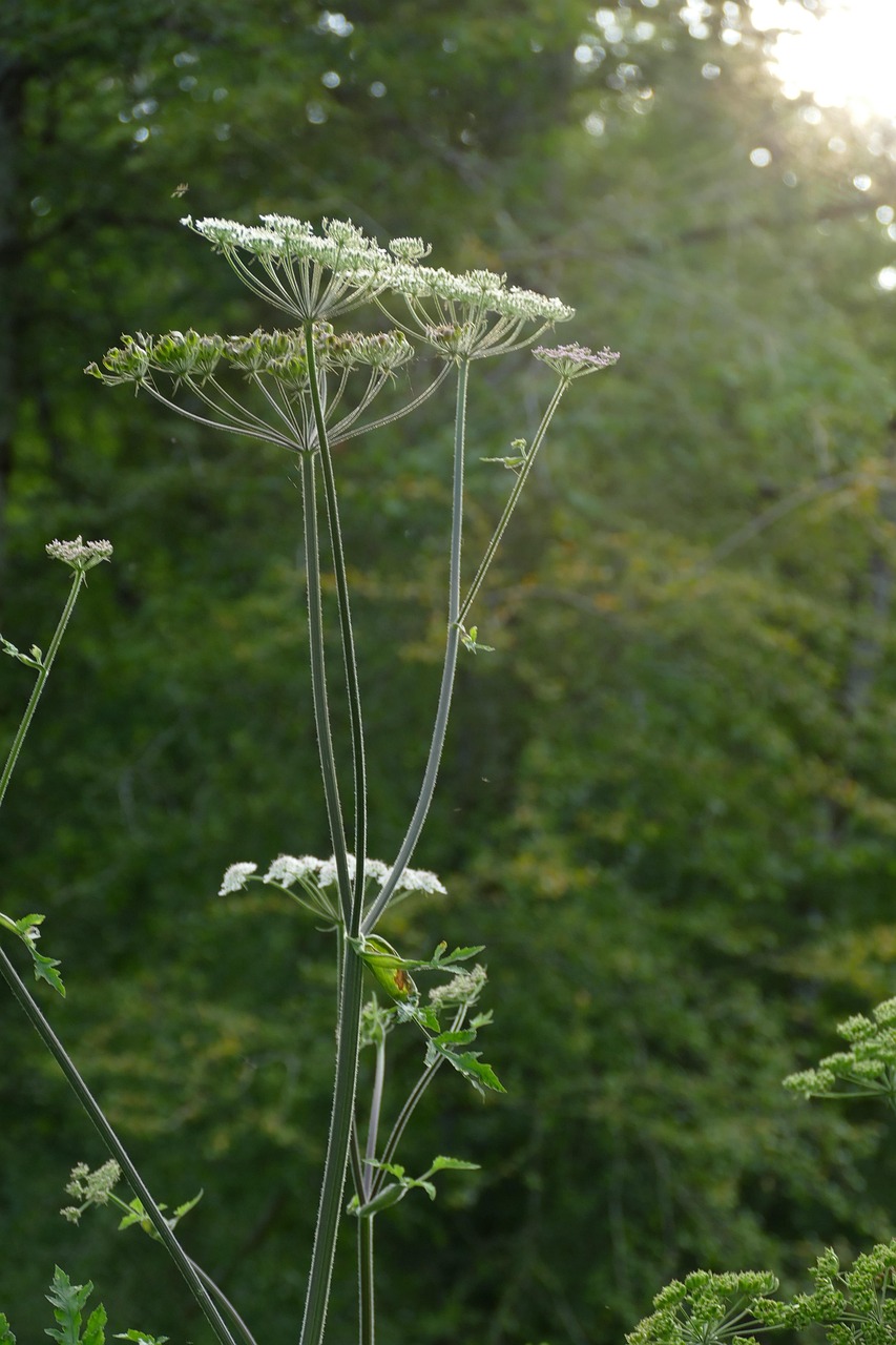 Cow Parsley Sunlight Sun - Free photo on Pixabay - Pixabay