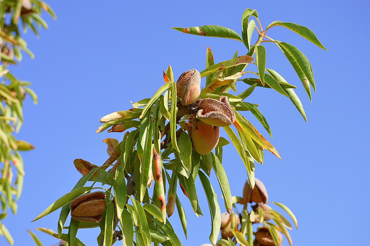 Amandes Maturation Agriculture - Photo gratuite sur Pixabay - Pixabay