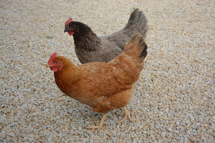 3,000+ Free Hen & Chicken Images - Pixabay