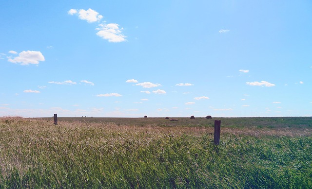 Prairie Sky Grass - Free photo on Pixabay - Pixabay