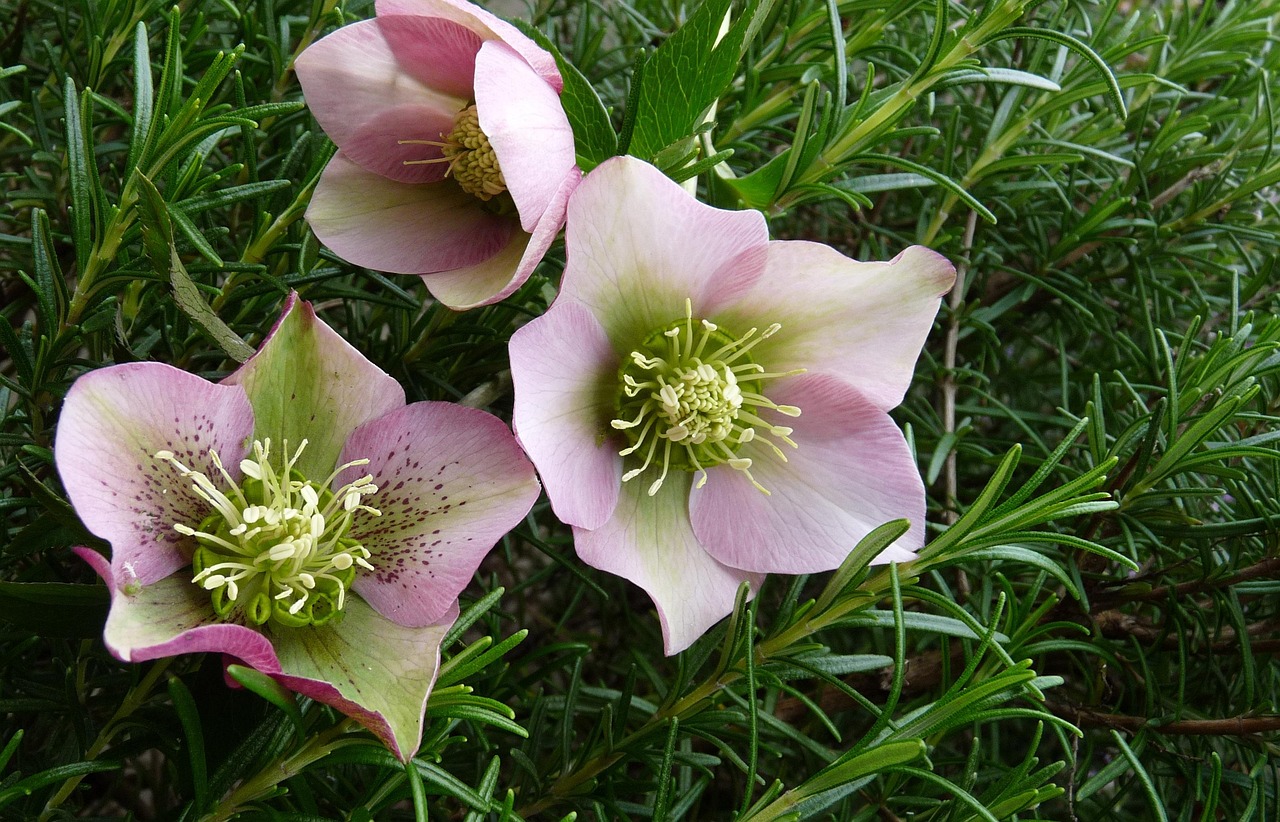 400+ Free Héllébores & Hellebore Images - Pixabay