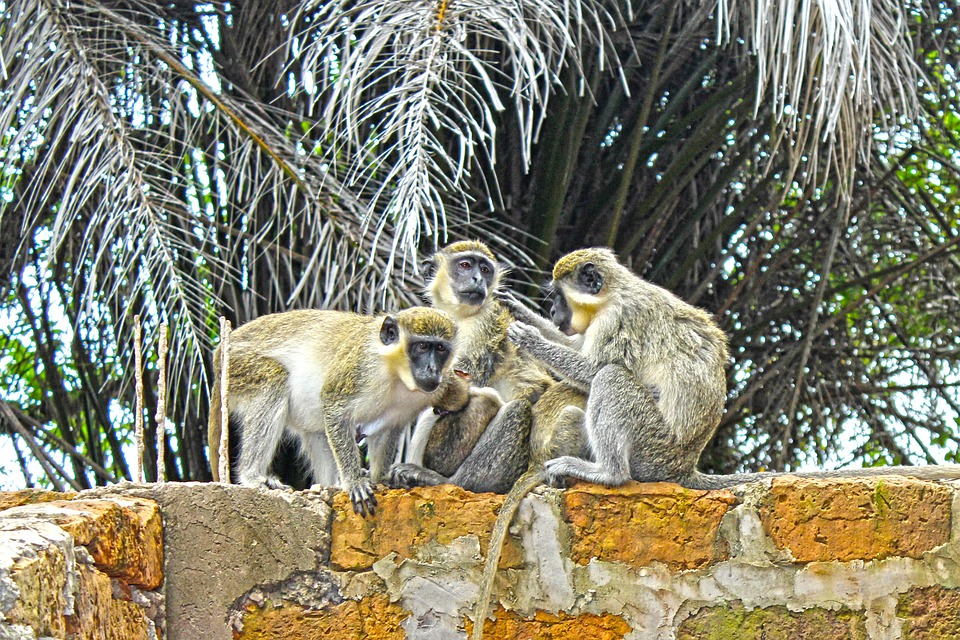 Macacos Animais Selvagens - Foto gratuita no Pixabay - Pixabay