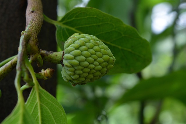 Cherimoya Fruit Fresh Healthy - Free photo on Pixabay