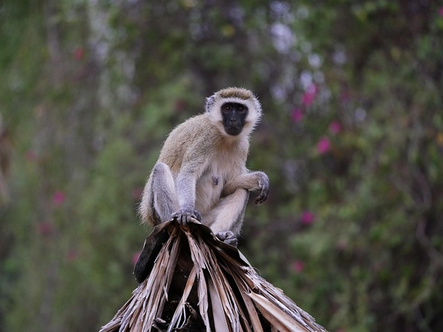 Southern Green Sea Cat Ape Kenya - Free photo on Pixabay