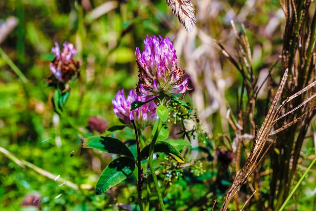 Wildblumen Sommer Rosa - Kostenloses Foto auf Pixabay