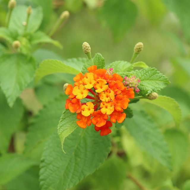 Leaf Plant Flower - Free photo on Pixabay