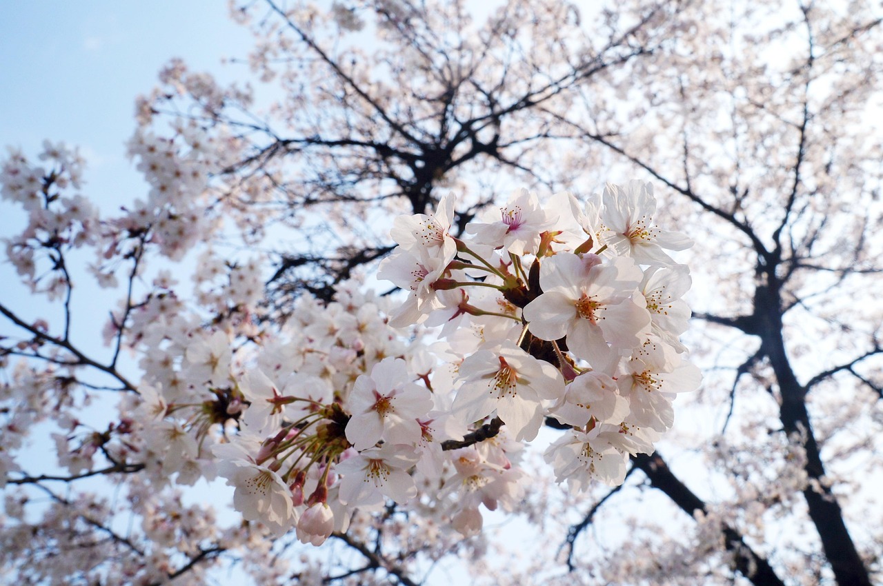 300,000 + 무료 Cherry Blossoms In Spring & Spring 이미지 - Pixabay