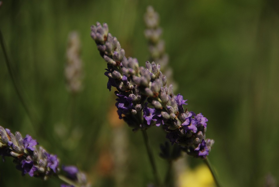Lavender Bunga Tanaman - Foto gratis di Pixabay - Pixabay