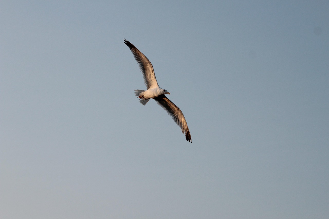 Mouette Vol Oiseau - Photo gratuite sur Pixabay - Pixabay