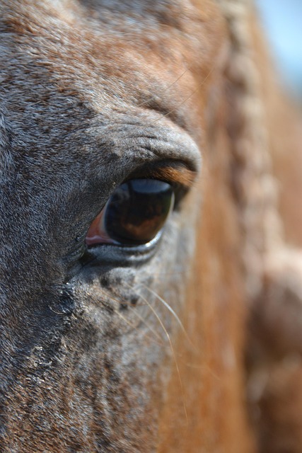 Cheval Œil Gros Plan Oeil - Photo gratuite sur Pixabay - Pixabay