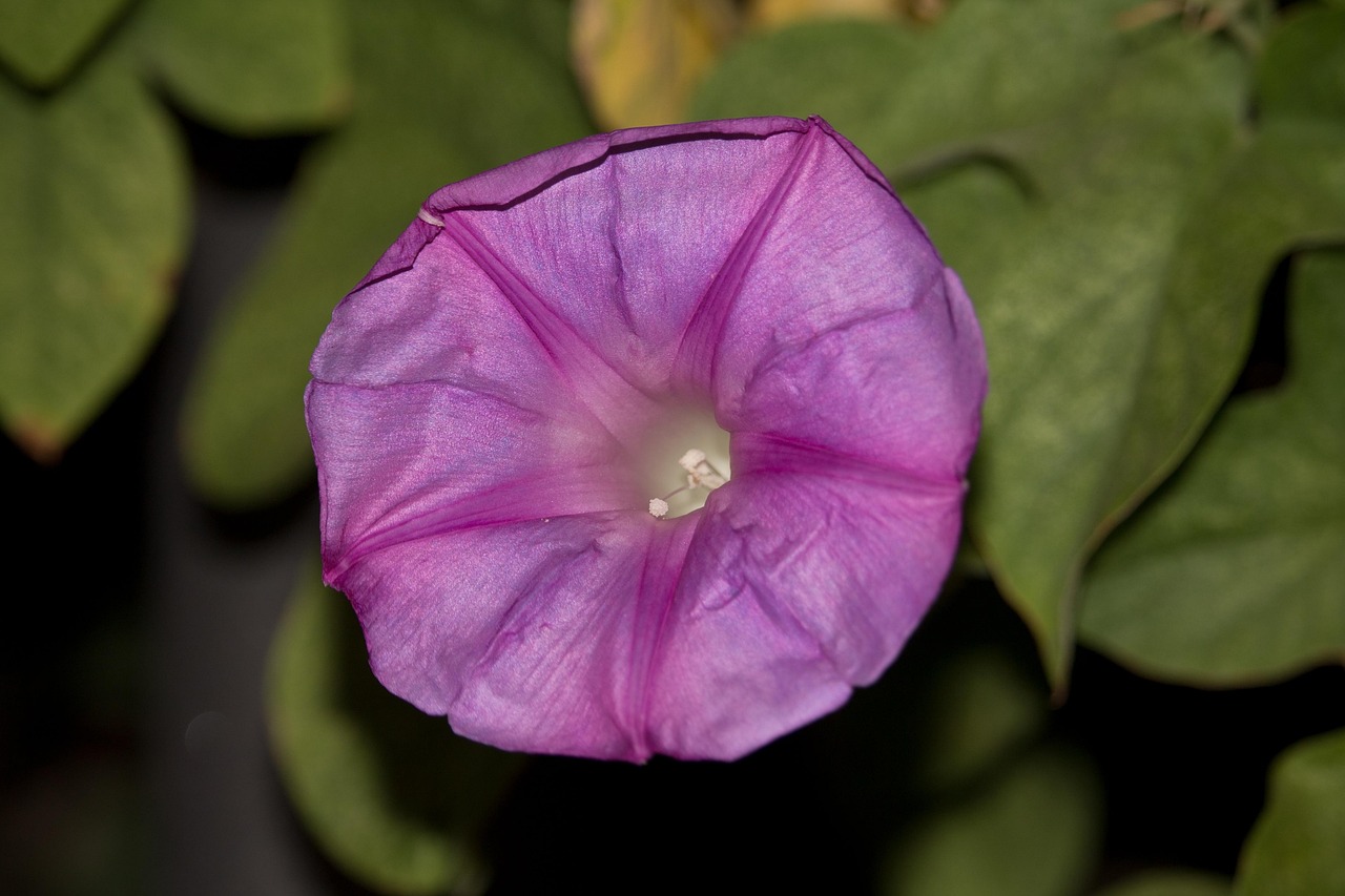 Blomma Lila Natur - Gratis foto på Pixabay - Pixabay