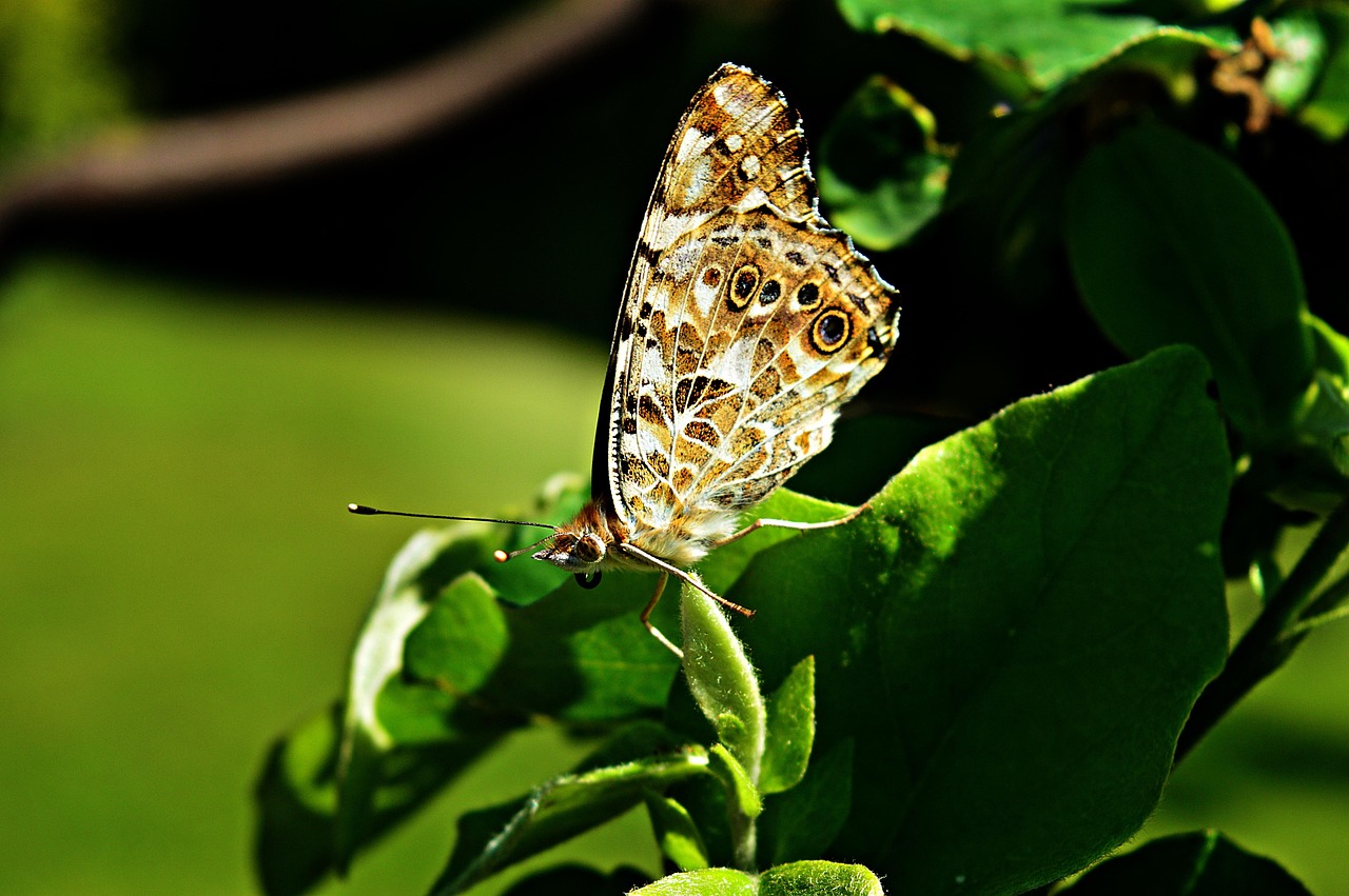 Papillon Nature Insecte - Photo gratuite sur Pixabay - Pixabay