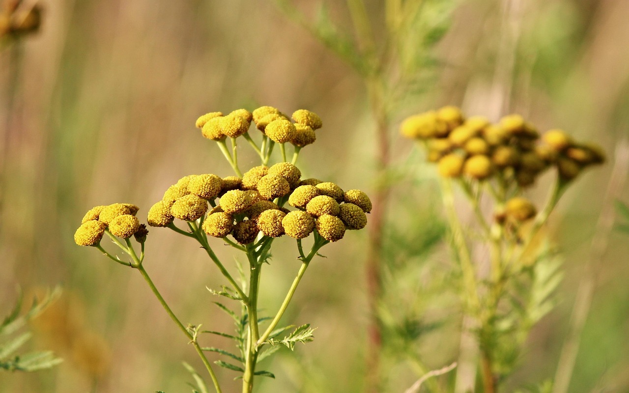 40+ Free Wormwood & Tansy Images - Pixabay