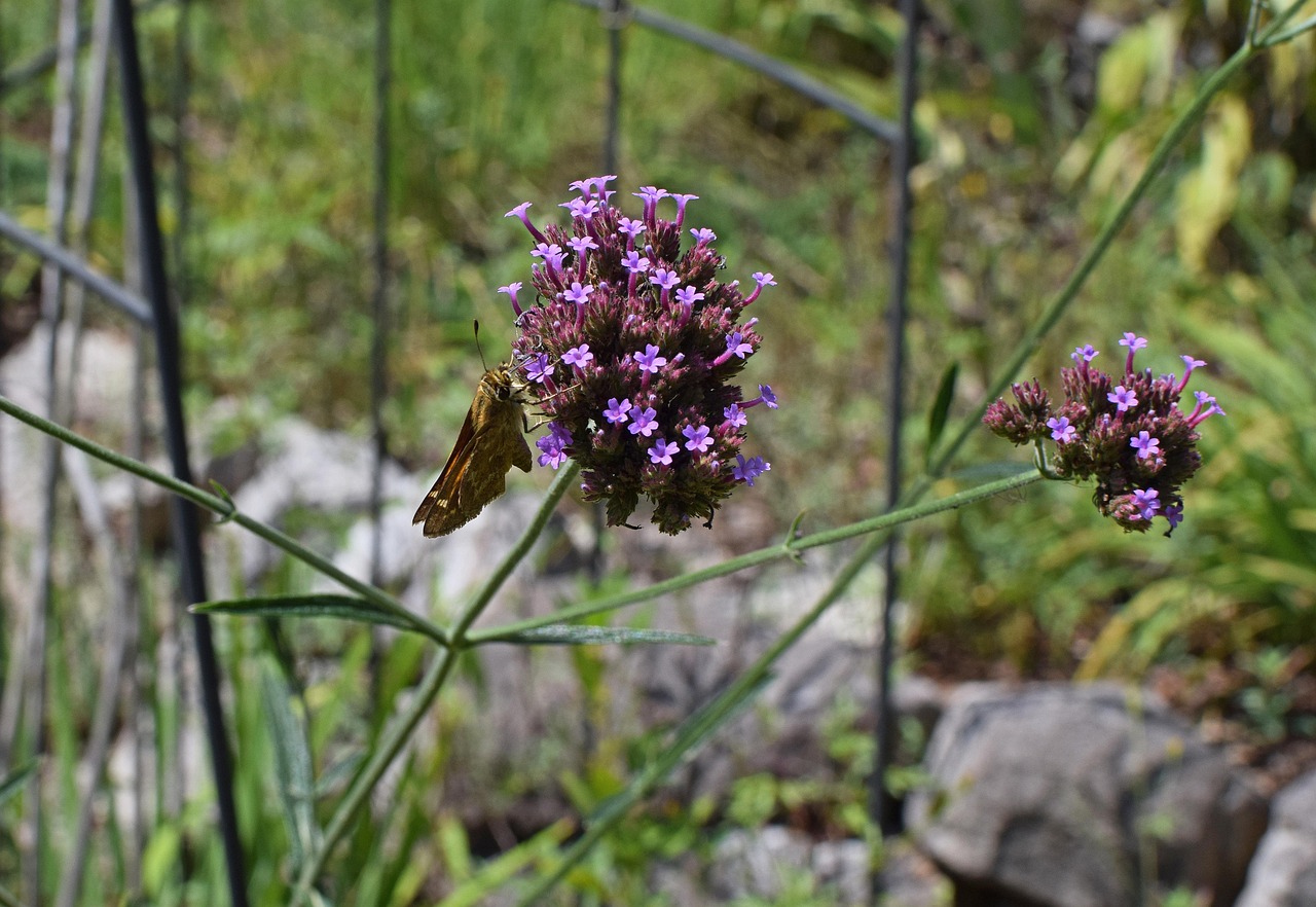 50,000+ Free เวอร์บีนา Bonariensis & Verbena Photos - Pixabay
