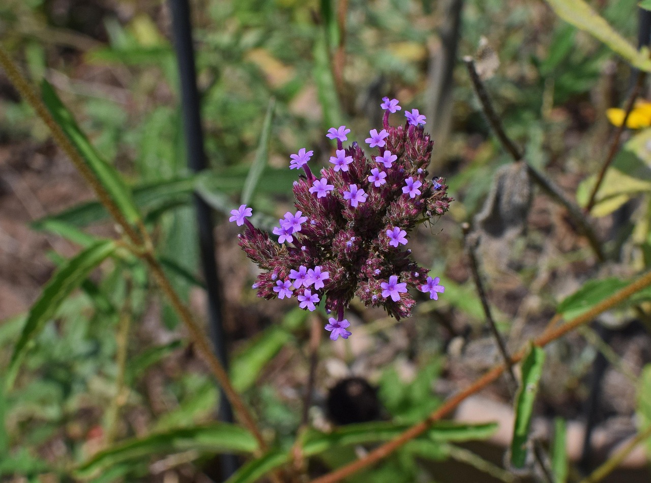 50,000+ Free เวอร์บีนา Bonariensis & Verbena Photos - Pixabay