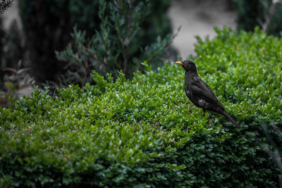 Black Bird Nature - Free photo on Pixabay - Pixabay