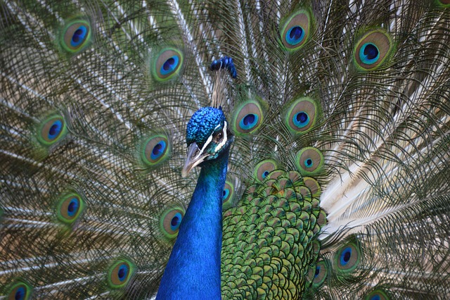 Animal Pen Peacock - Free photo on Pixabay - Pixabay