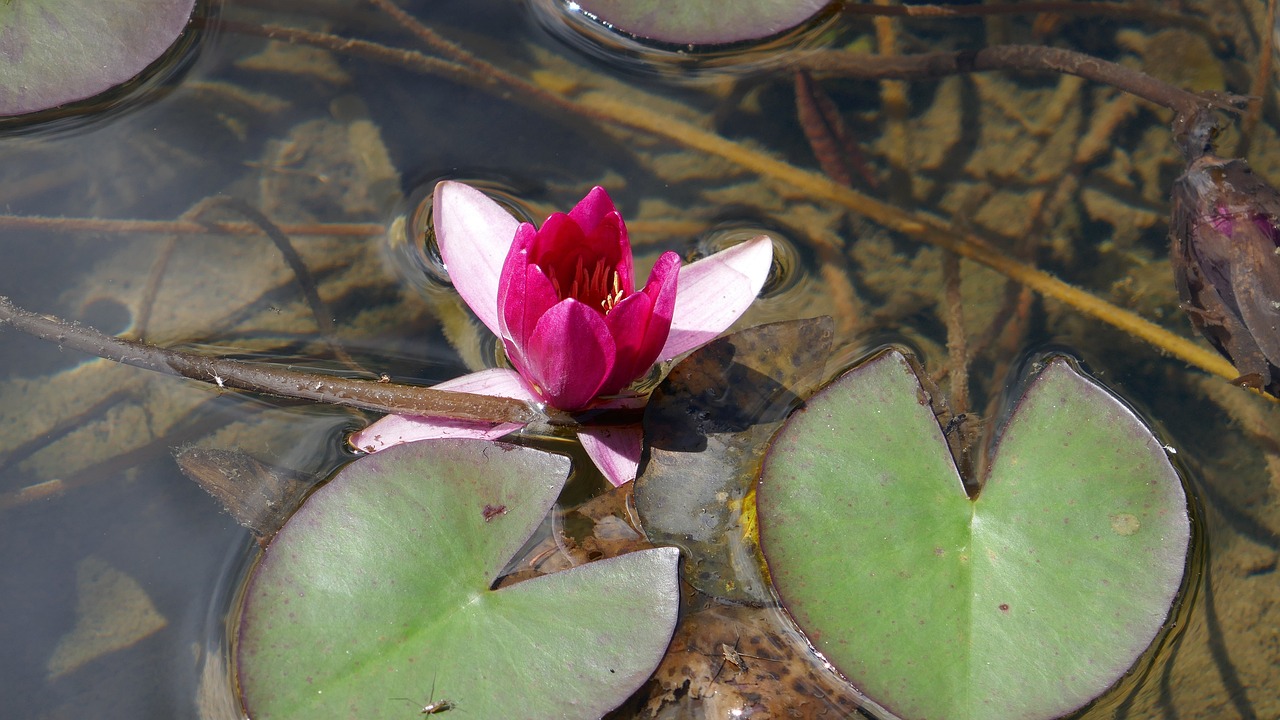 Lirio De Agua Flor Estanque - Foto gratis en Pixabay - Pixabay