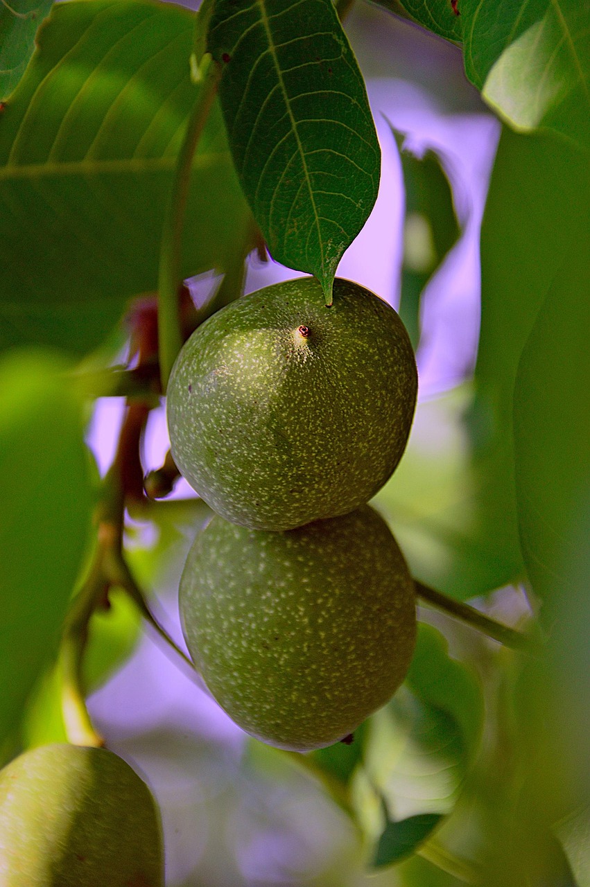 100+ Free Nogal & Walnut Images - Pixabay