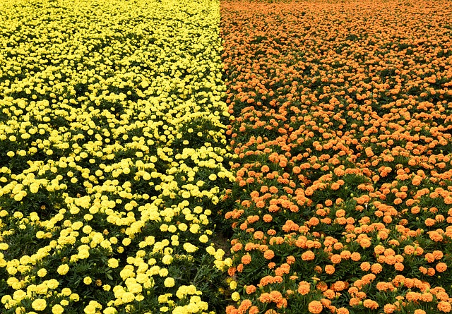 Yellow Flower Orange Line - Free photo on Pixabay