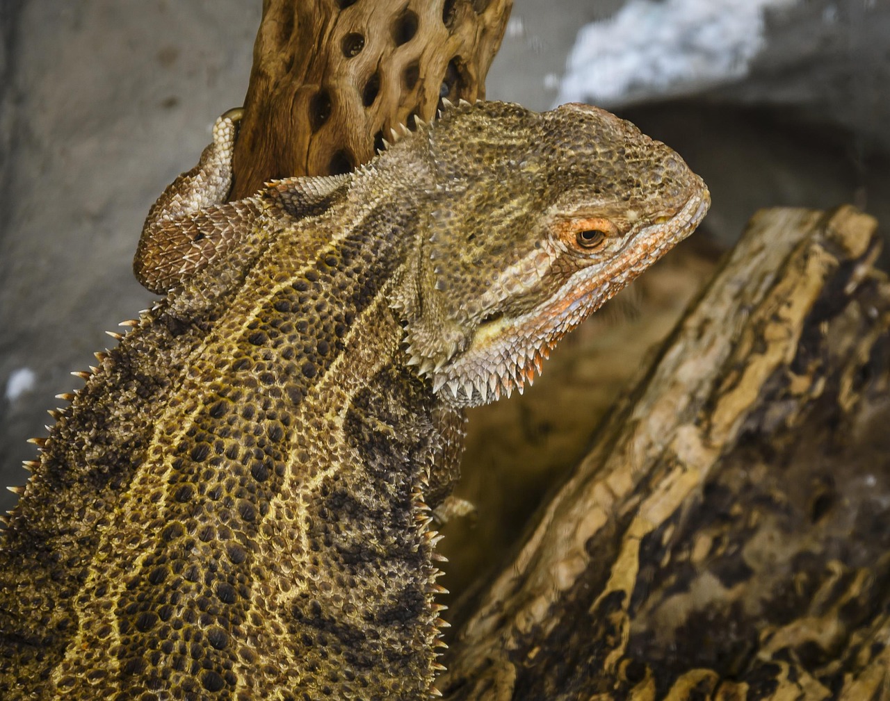 Lézard Brown Reptile - Photo gratuite sur Pixabay - Pixabay