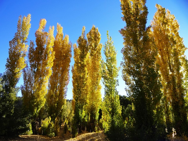 Autumn Trees Nature - Free photo on Pixabay