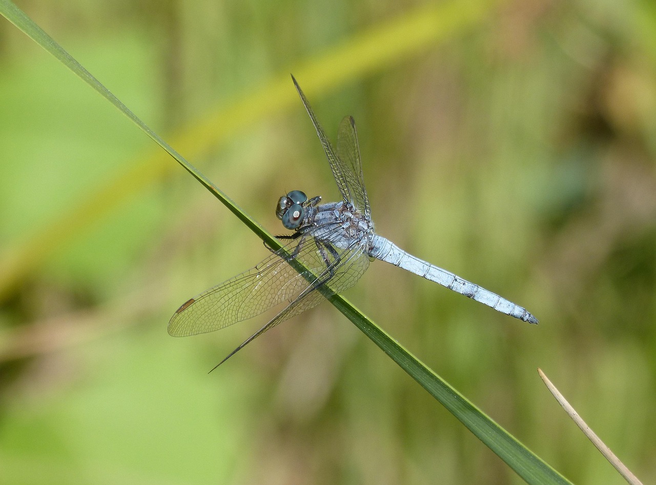 Libellule Bleue Feuille Verdure - Photo gratuite sur Pixabay - Pixabay