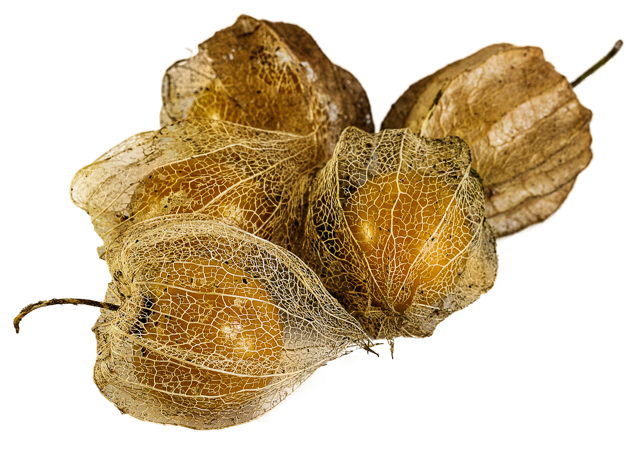 400+ Free Физалиса-Alkekengi & Physalis Images - Pixabay