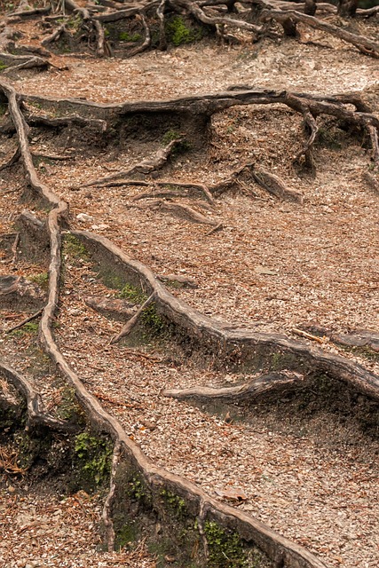 Roots Forest Structure - Free photo on Pixabay - Pixabay