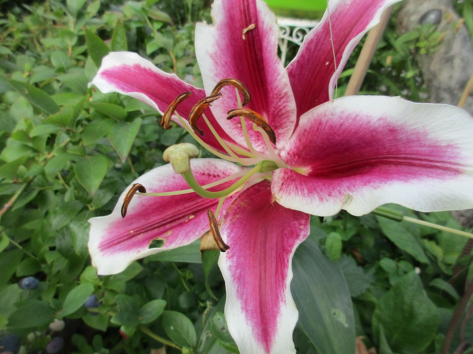Lys Magenta Lilly Fleur - Photo gratuite sur Pixabay - Pixabay