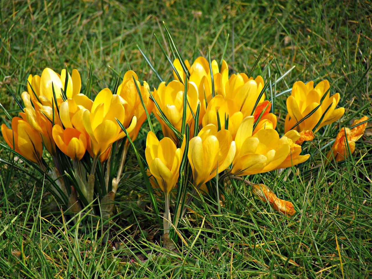 Crocus Flowers Yellow - Free photo on Pixabay