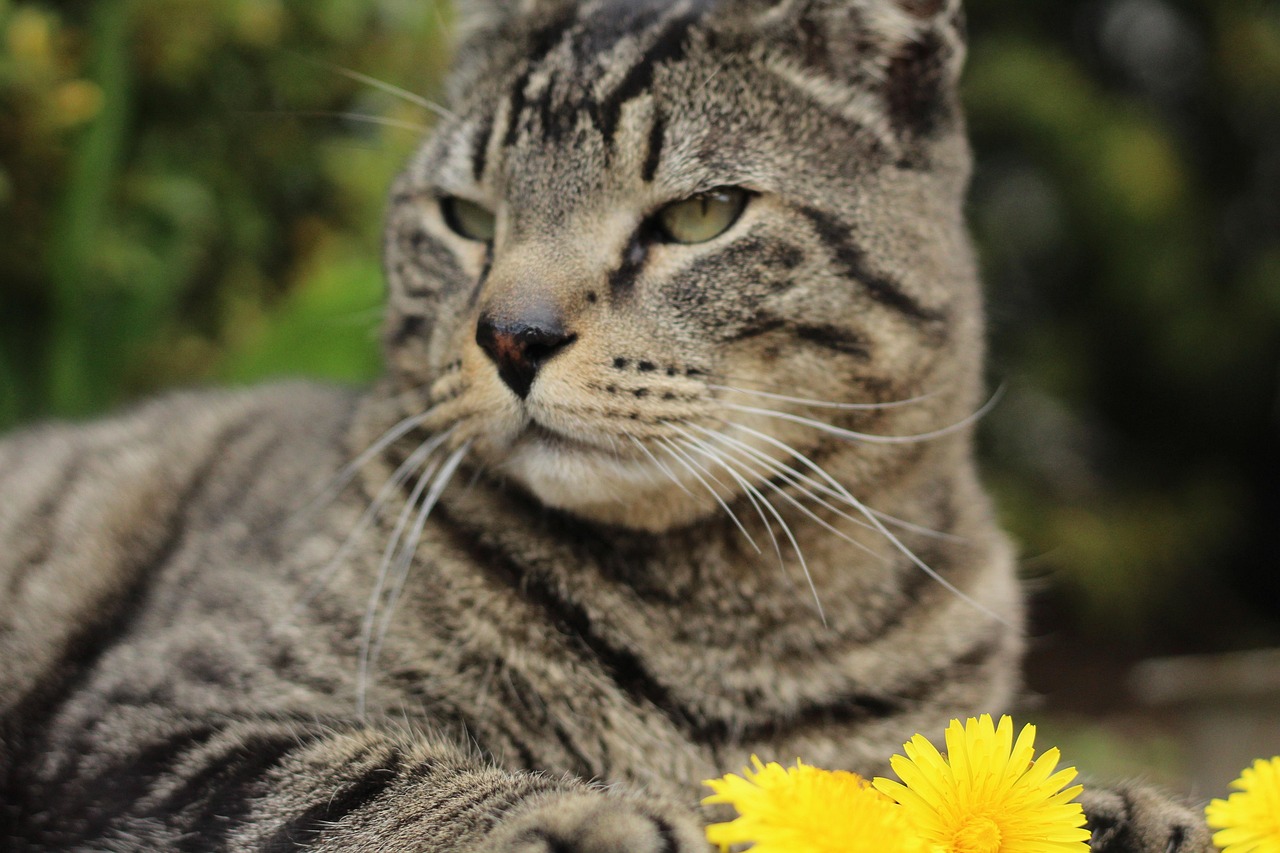 Tiere Haustiere Katzen - Kostenloses Foto auf Pixabay