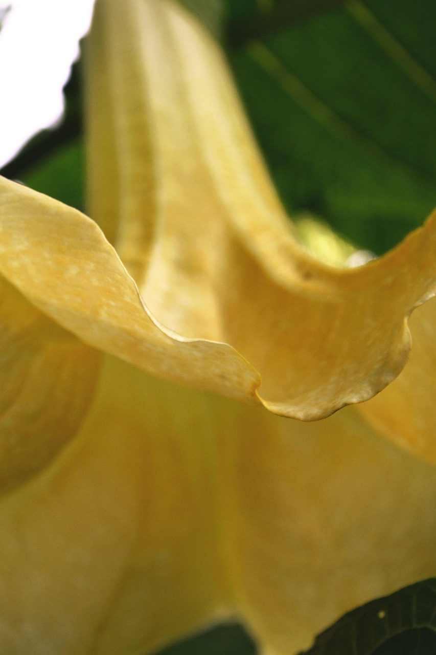 100+ Free Angel Trumpet & Trumpet Images - Pixabay