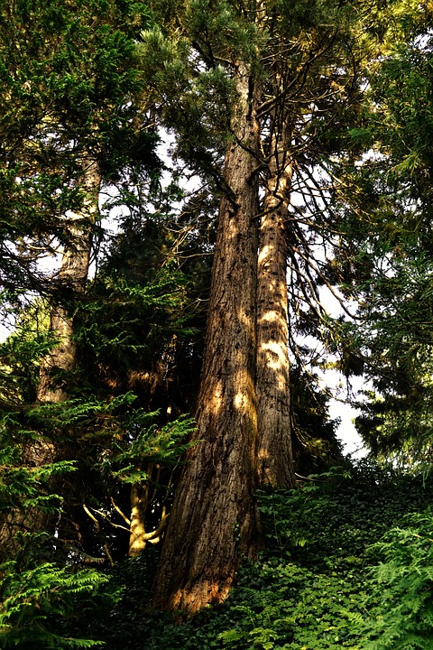 Forest Trees Landscape - Free photo on Pixabay