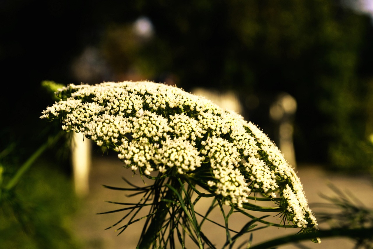 Milenrama Flor Blanco - Foto gratis en Pixabay - Pixabay