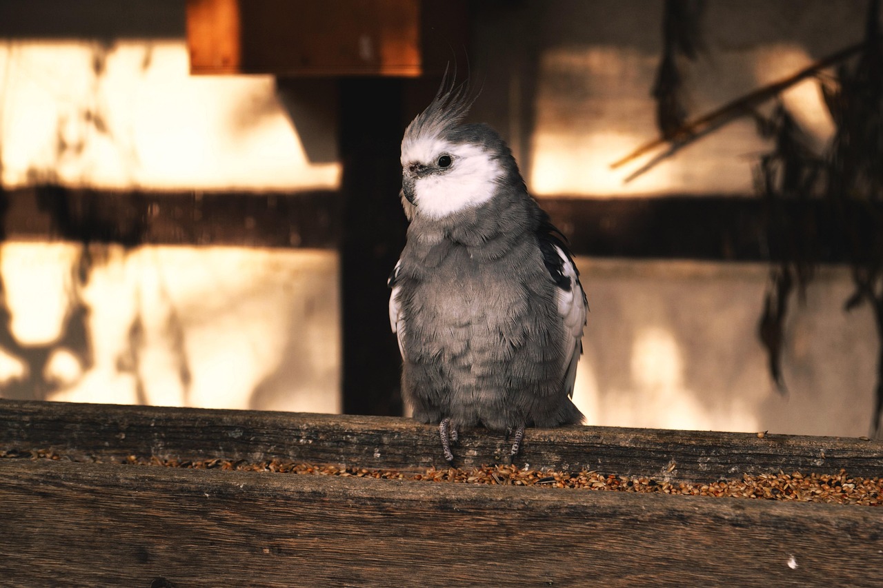 100+ Free Cockatiels & Bird Images - Pixabay
