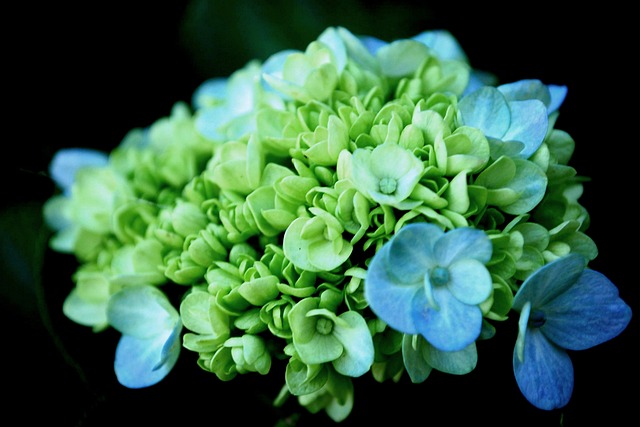 Blumen Natur - Kostenloses Foto auf Pixabay - Pixabay