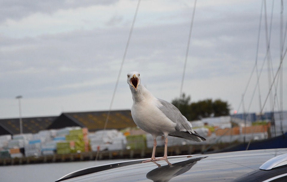 Seagull Sings Song Of The - Free photo on Pixabay - Pixabay