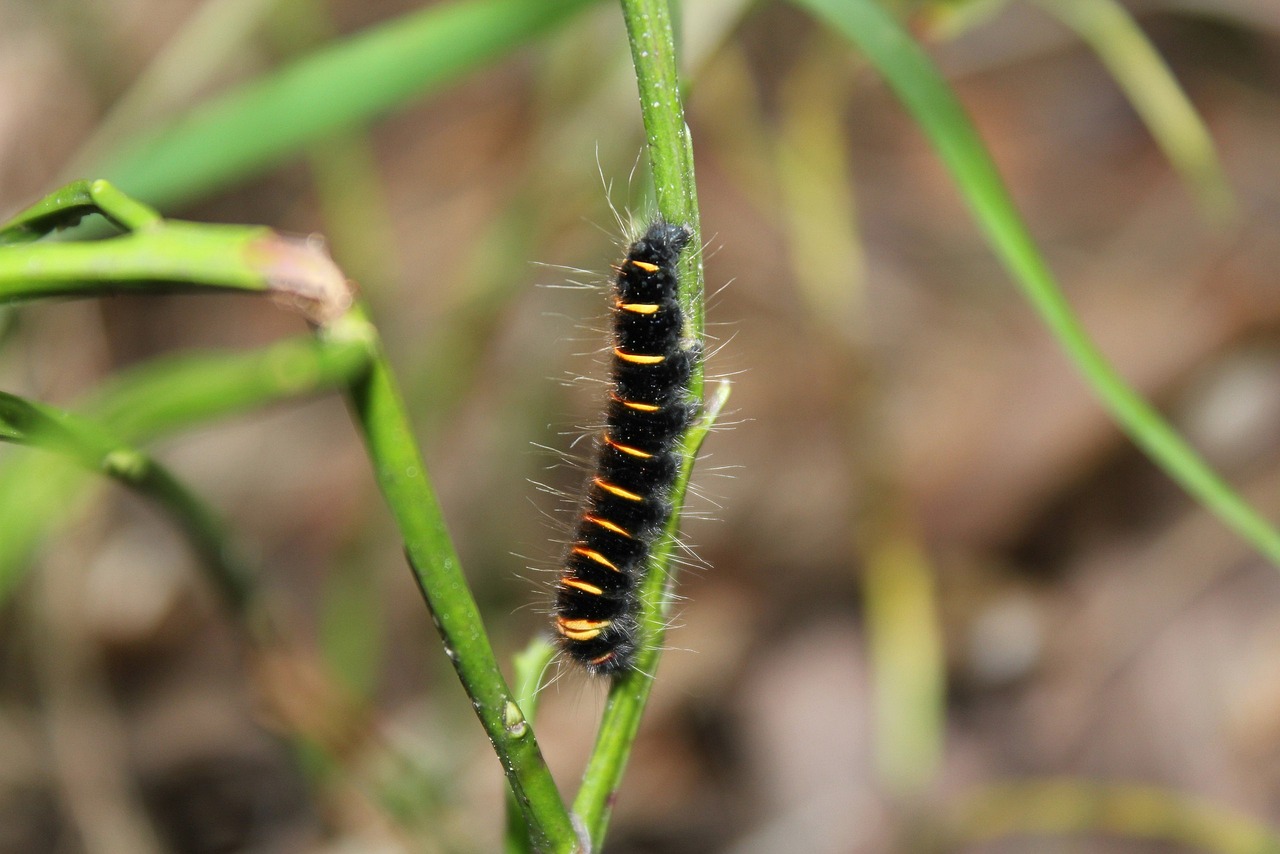 Chenille Forêt La - Photo gratuite sur Pixabay - Pixabay